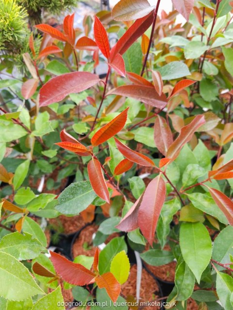 Photinia fraseri 'Red Robin' Czerwony żywopłot Głogownik Frasera C2 40 ...